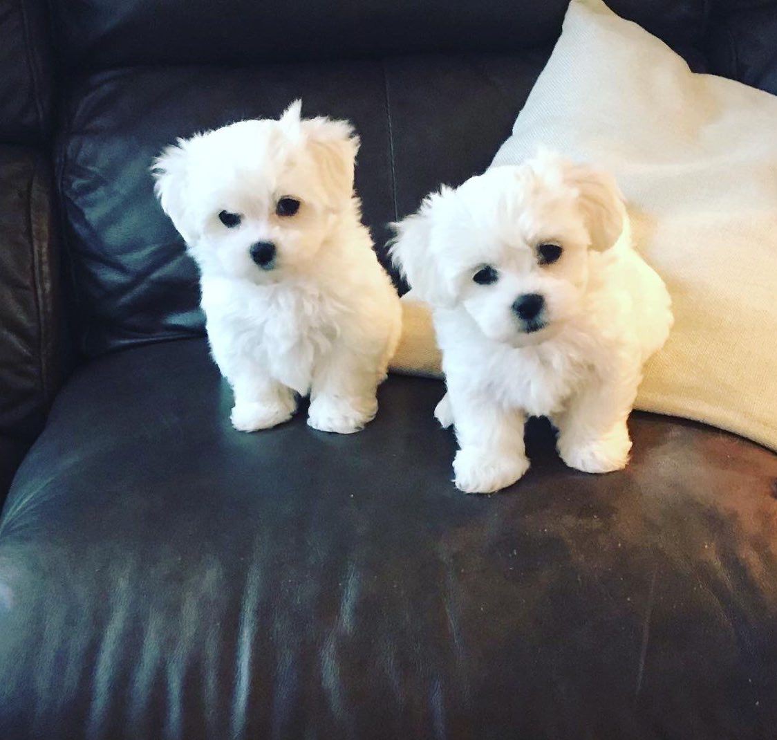 Pure White Maltese Puppies · Pets and Animals in Edmonton · TownPost
